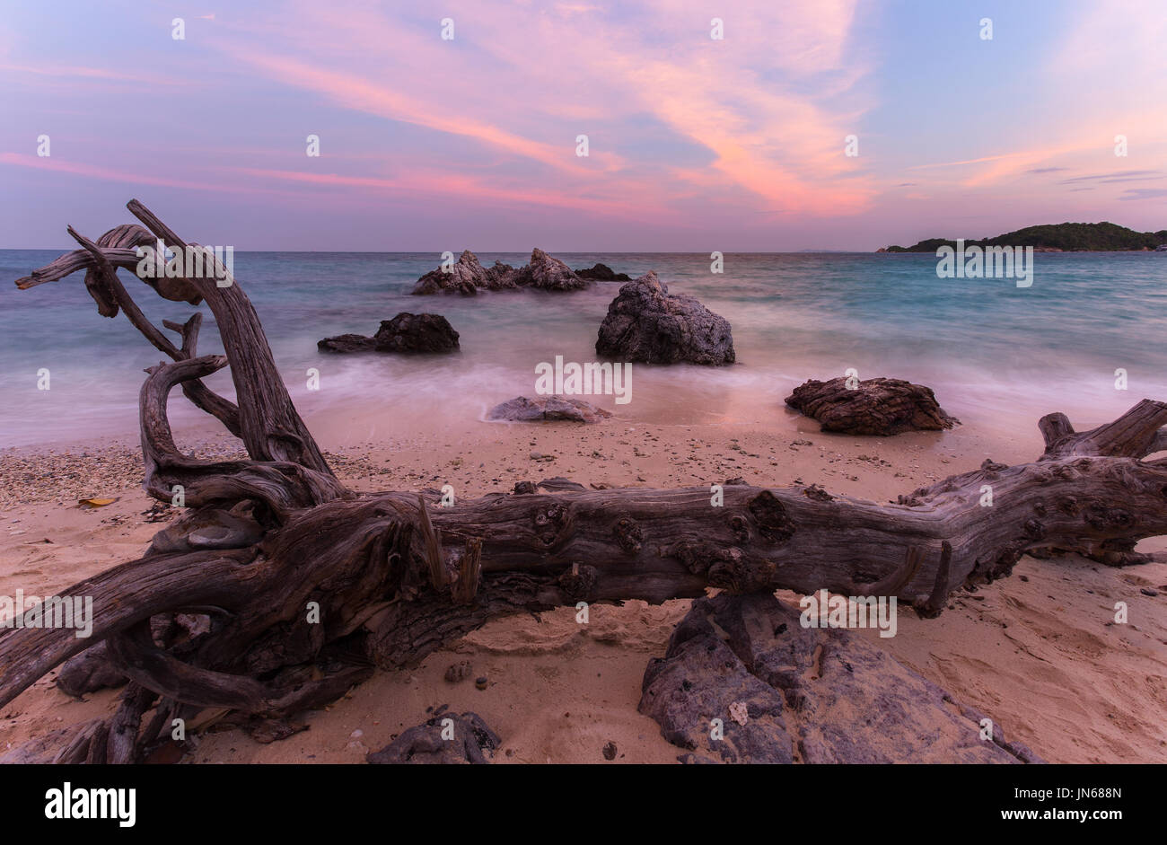still life fine art element of sea life Stock Photo - Alamy