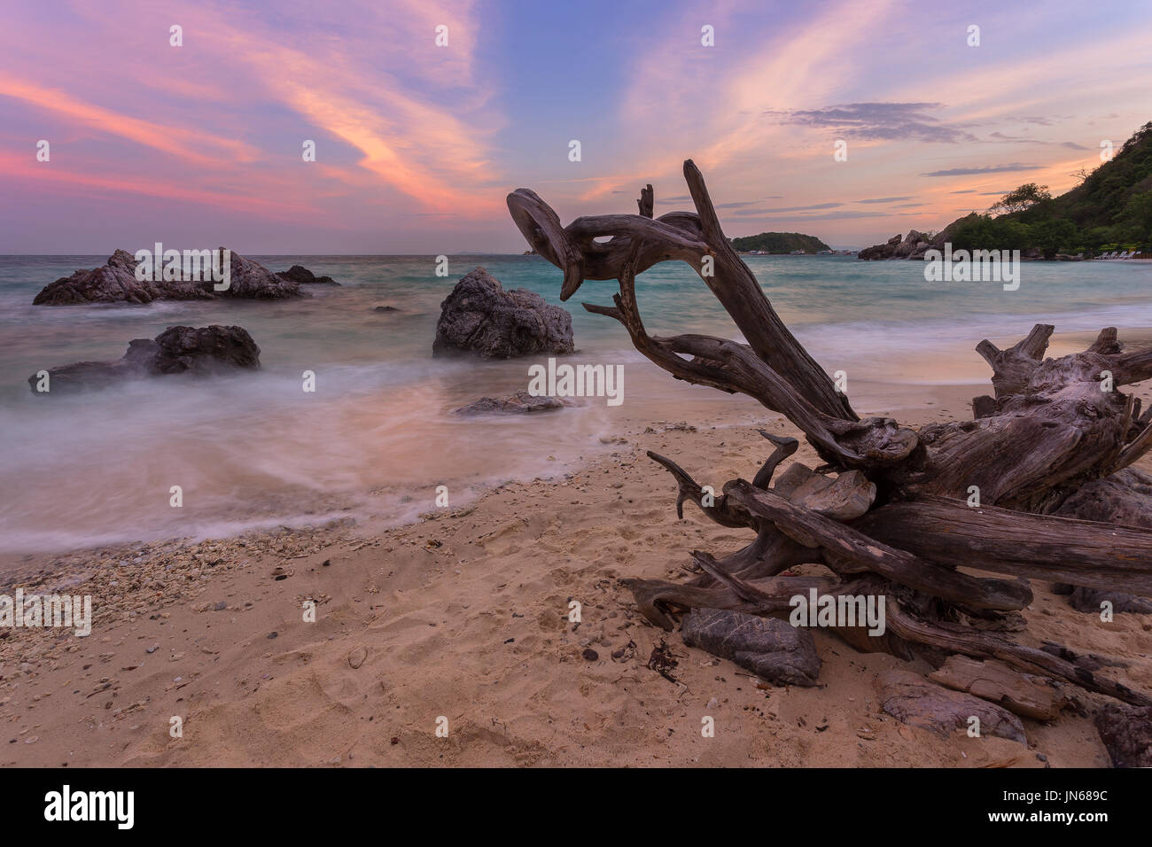 still life fine art element of sea life Stock Photo - Alamy