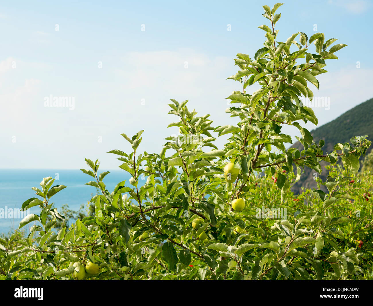 Cane apple tree hi-res stock photography and images - Alamy