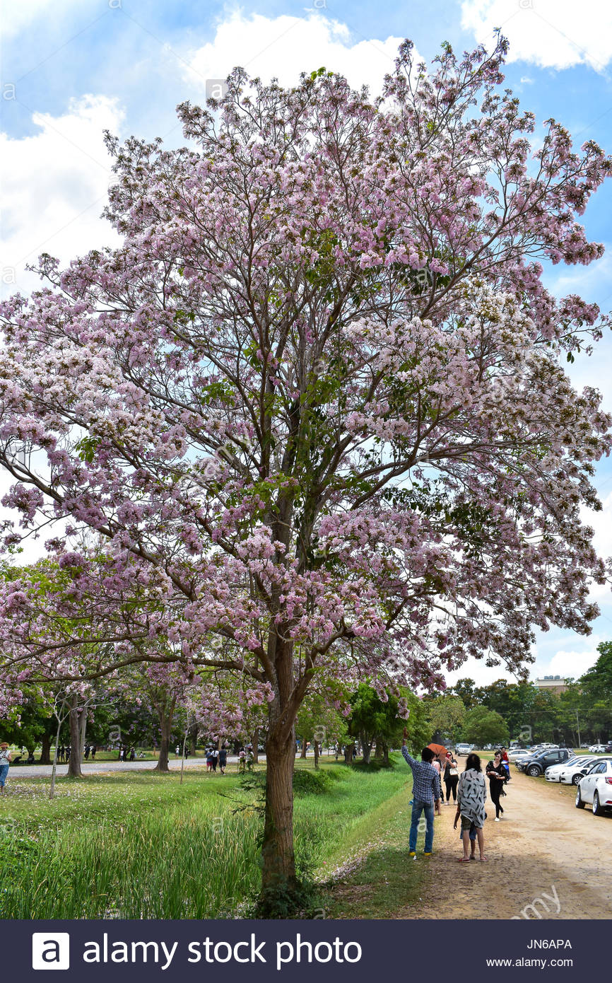 Pink Tecoma Stock Photos & Pink Tecoma Stock Images - Alamy