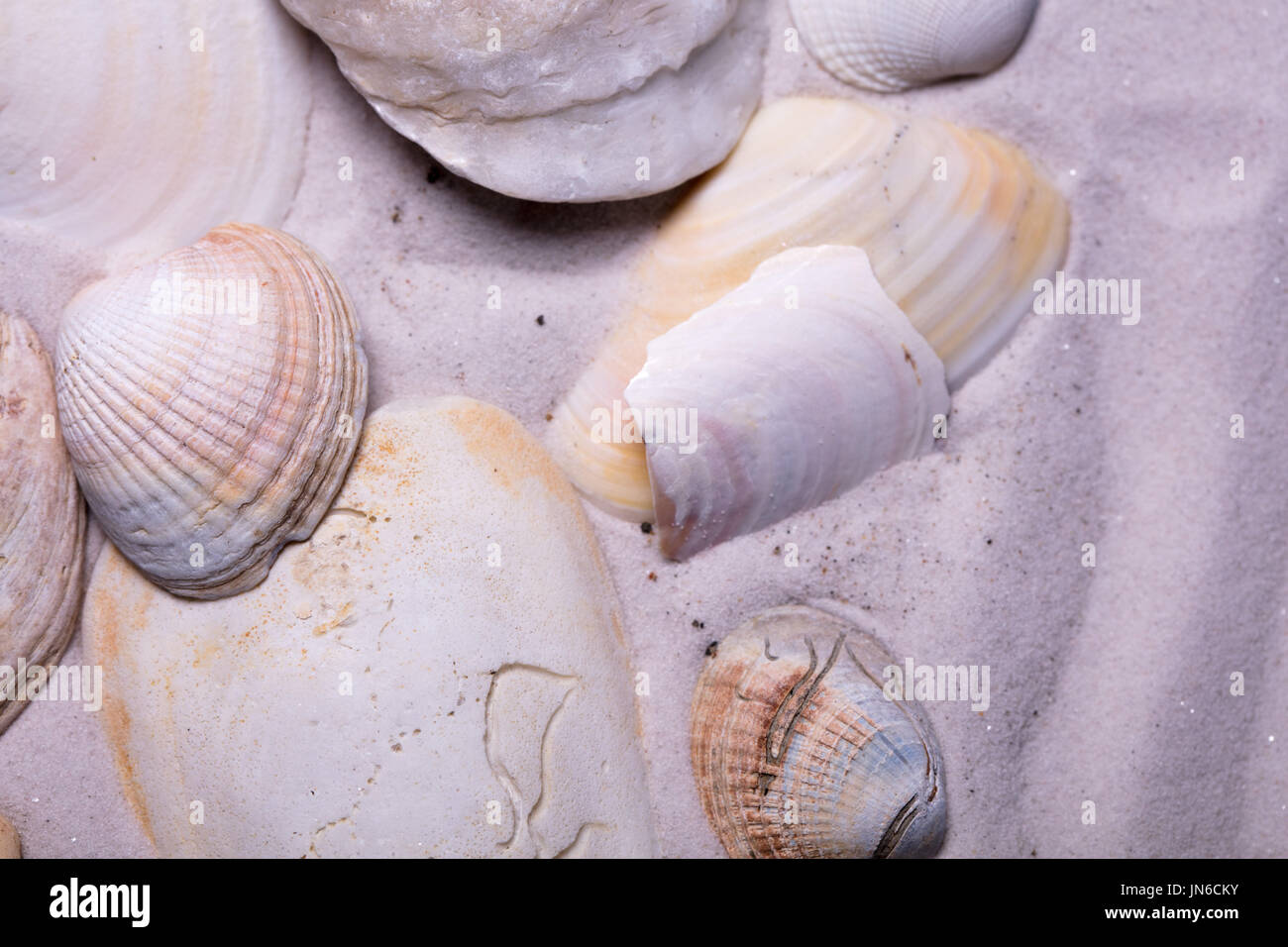 Beach with shells Stock Photo - Alamy