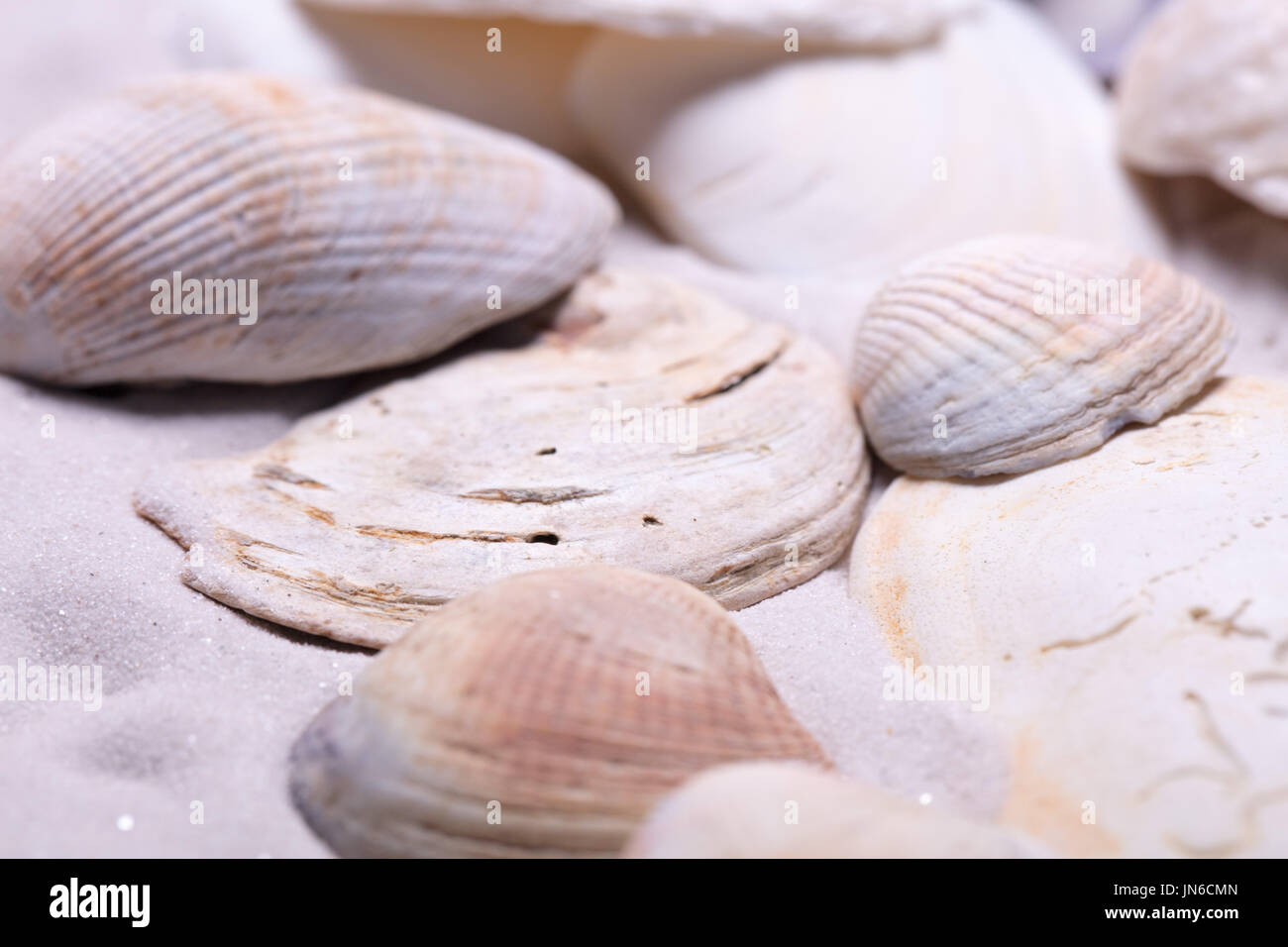 Beach with shells Stock Photo - Alamy