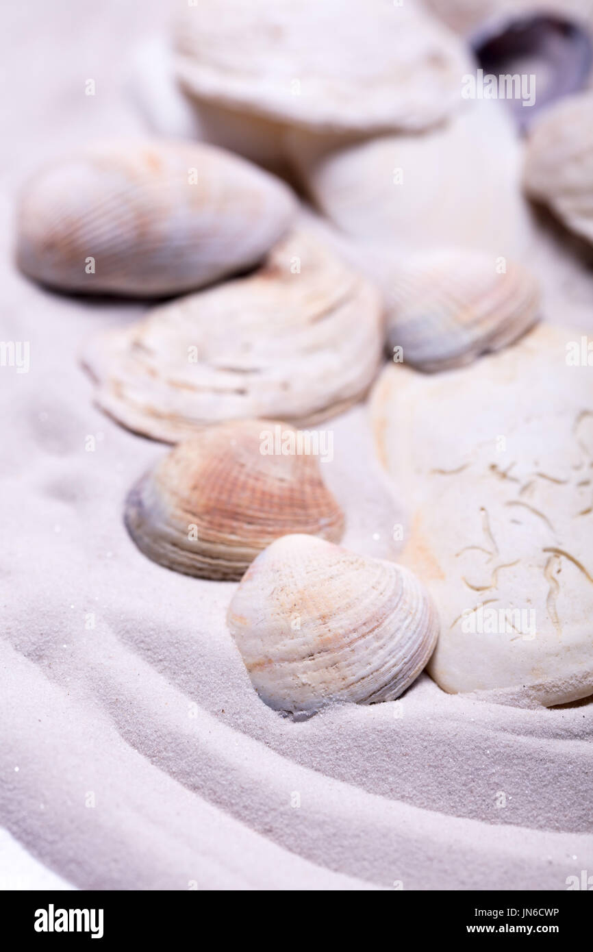 Beach with shells Stock Photo - Alamy