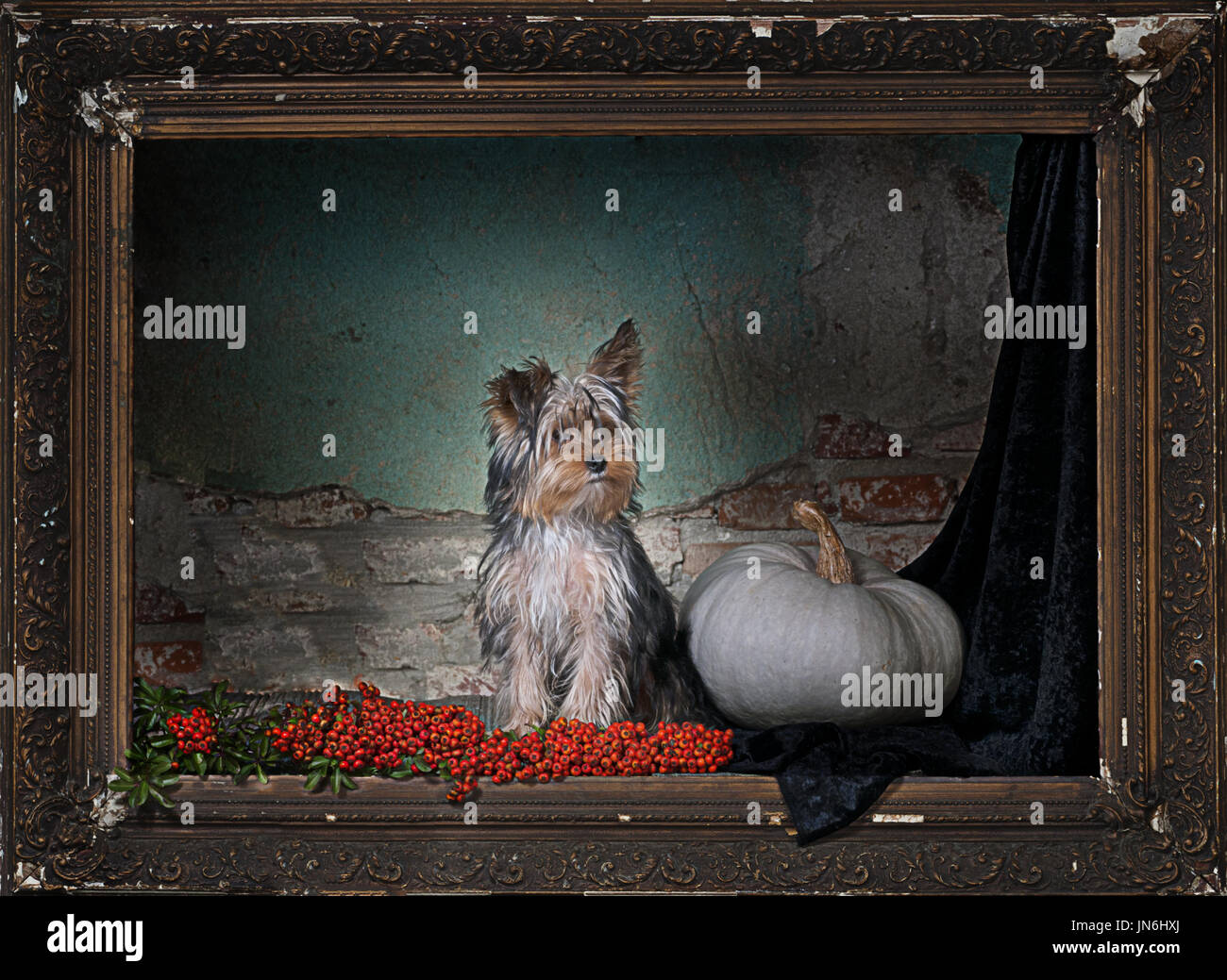 Old yorkie hi-res stock photography and images - Alamy