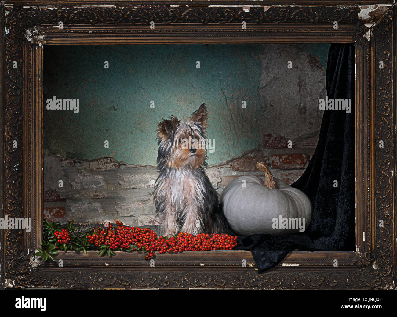 Old yorkie hi-res stock photography and images - Alamy