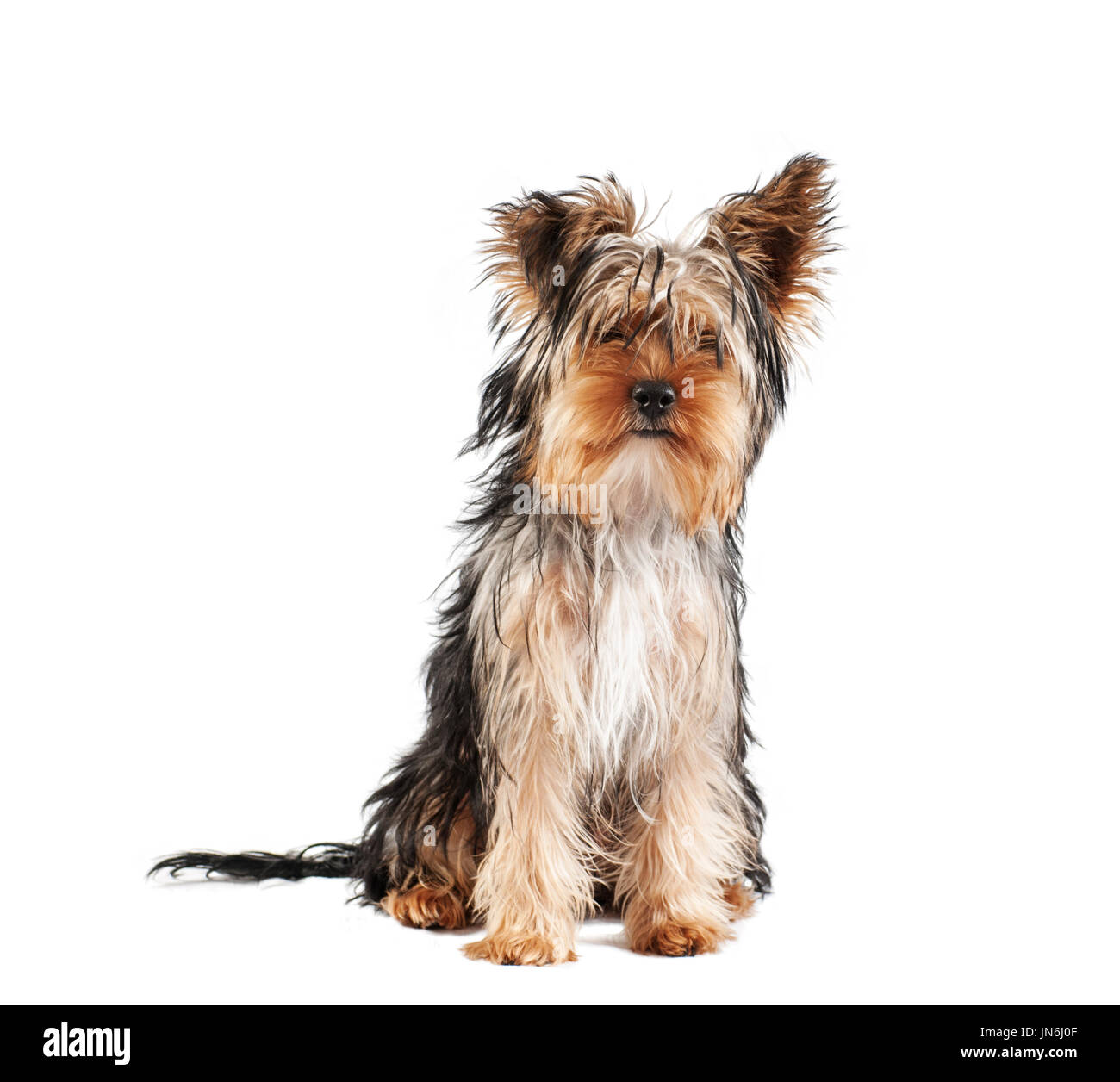 yorkshire terrier puppy dog sitting Stock Photo - Alamy