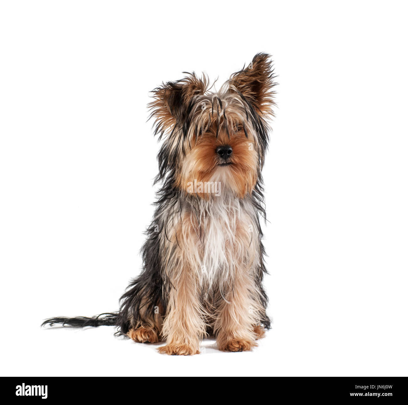 yorkshire terrier puppy dog sitting Stock Photo - Alamy