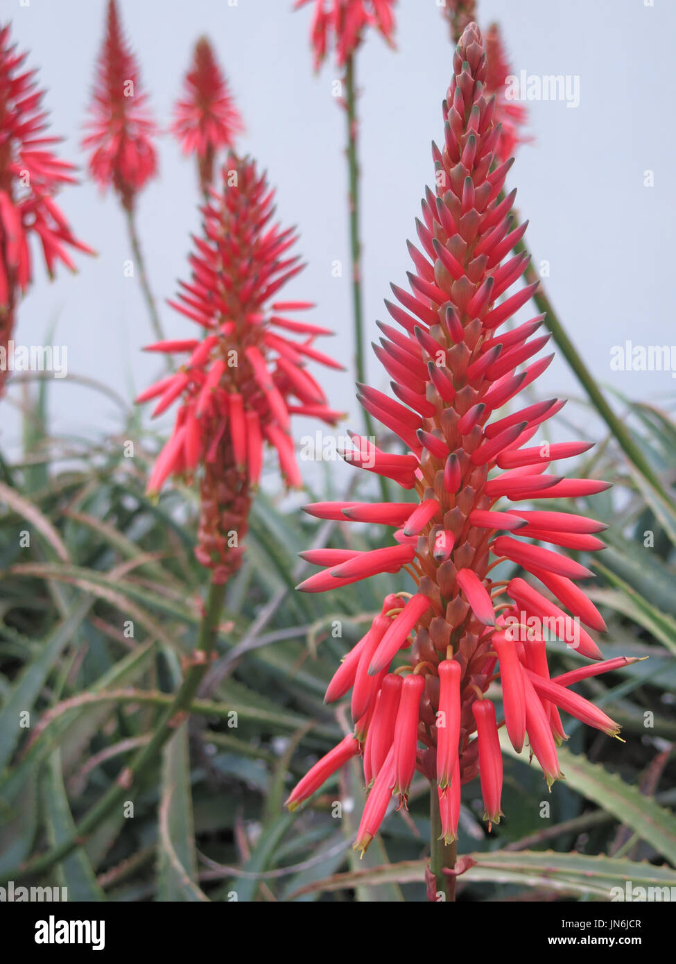 Aloe Vera, red hot poker type flower Stock Photo - Alamy