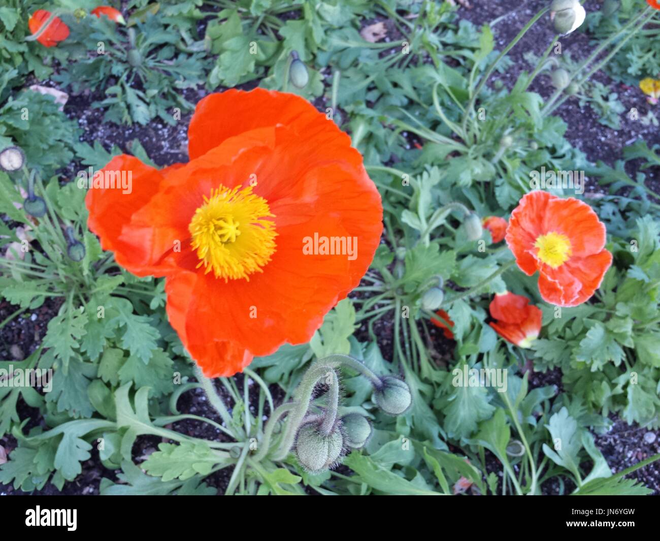 Poppy Leaf High Resolution Stock Photography and Images - Alamy