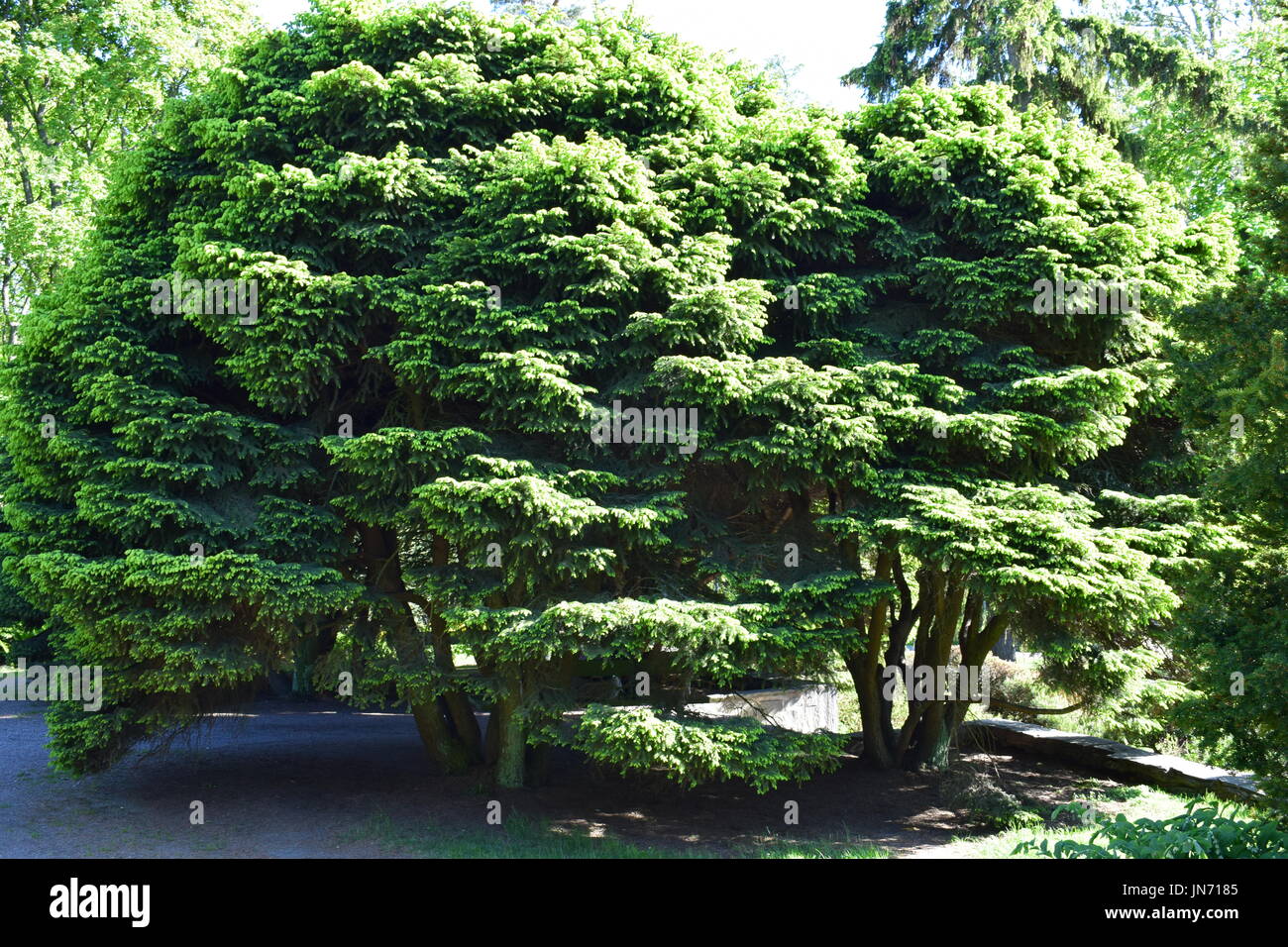 Large trees outside in park with walking paths Stock Photo - Alamy