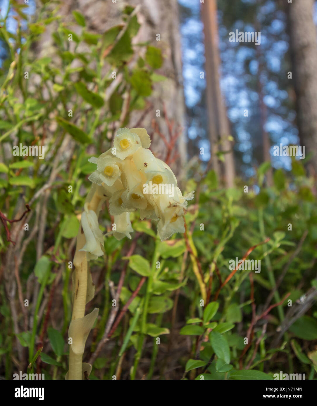 Dutchman's pipe, Monotropa hypopitys ssp hypopitys flowers in a pine ...