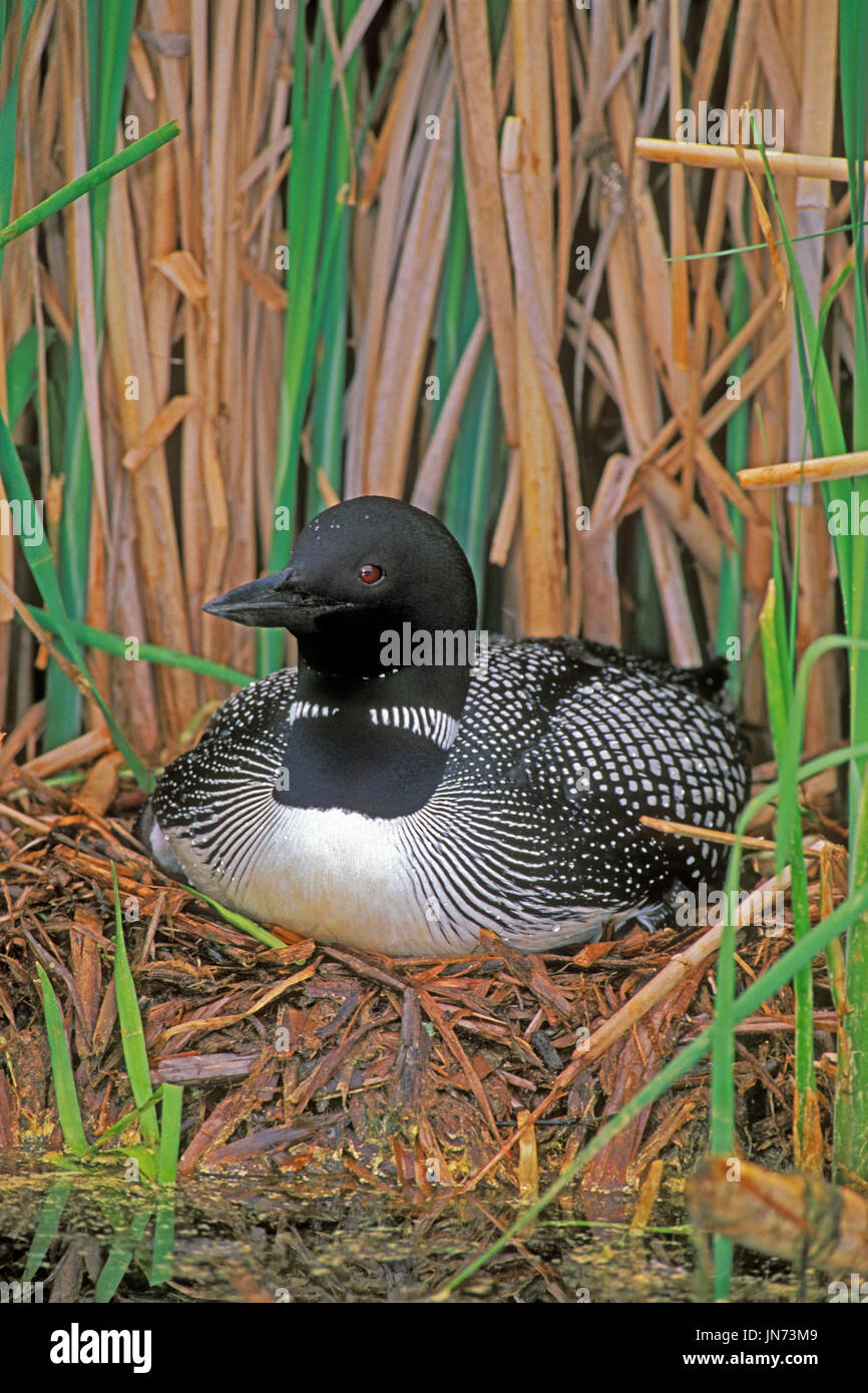 Nordanmerika hi-res stock photography and images - Alamy