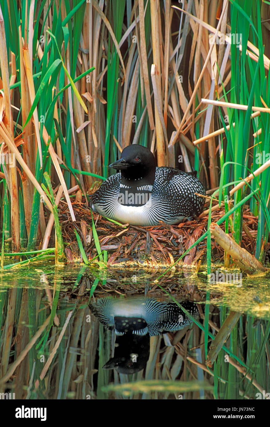 Common reedgrass hi-res stock photography and images - Alamy
