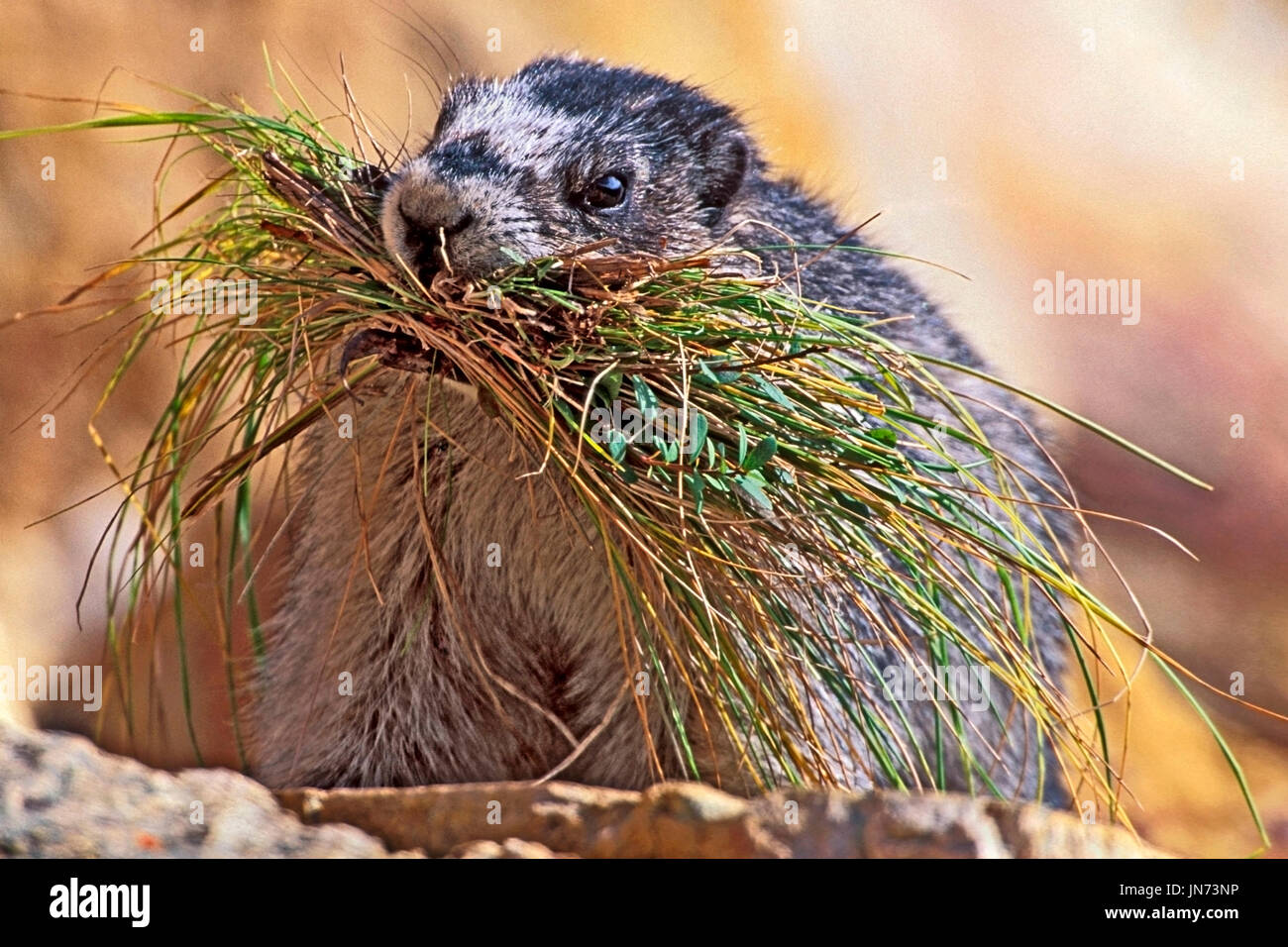 Animal den rocks hi-res stock photography and images - Alamy