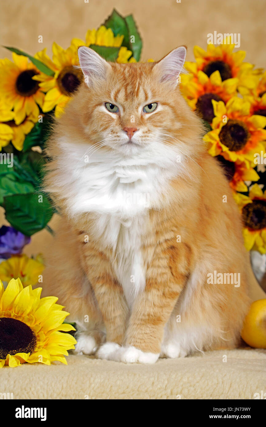 Tomcat ginger tabby and white sitting in front of sunflowers Stock ...