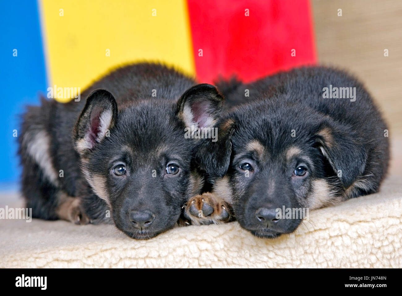 Two sleepy German Shepherd puppies , few week old, together on blanket ...