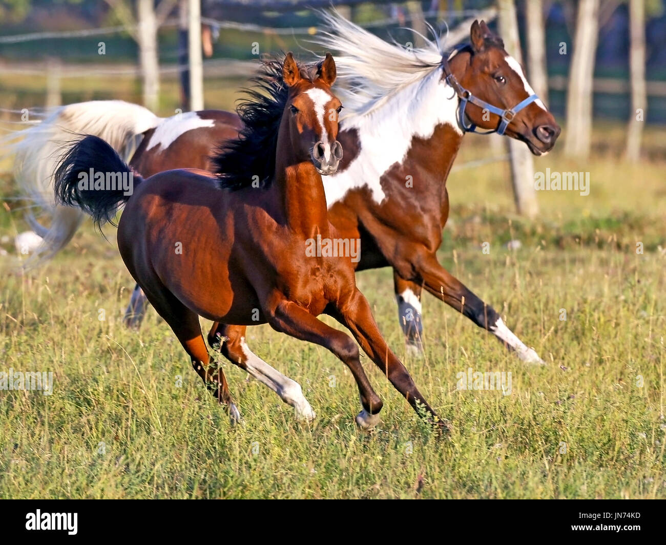 Bay Arabian Colt and Pinto Gelding galloping together in meadow at ...