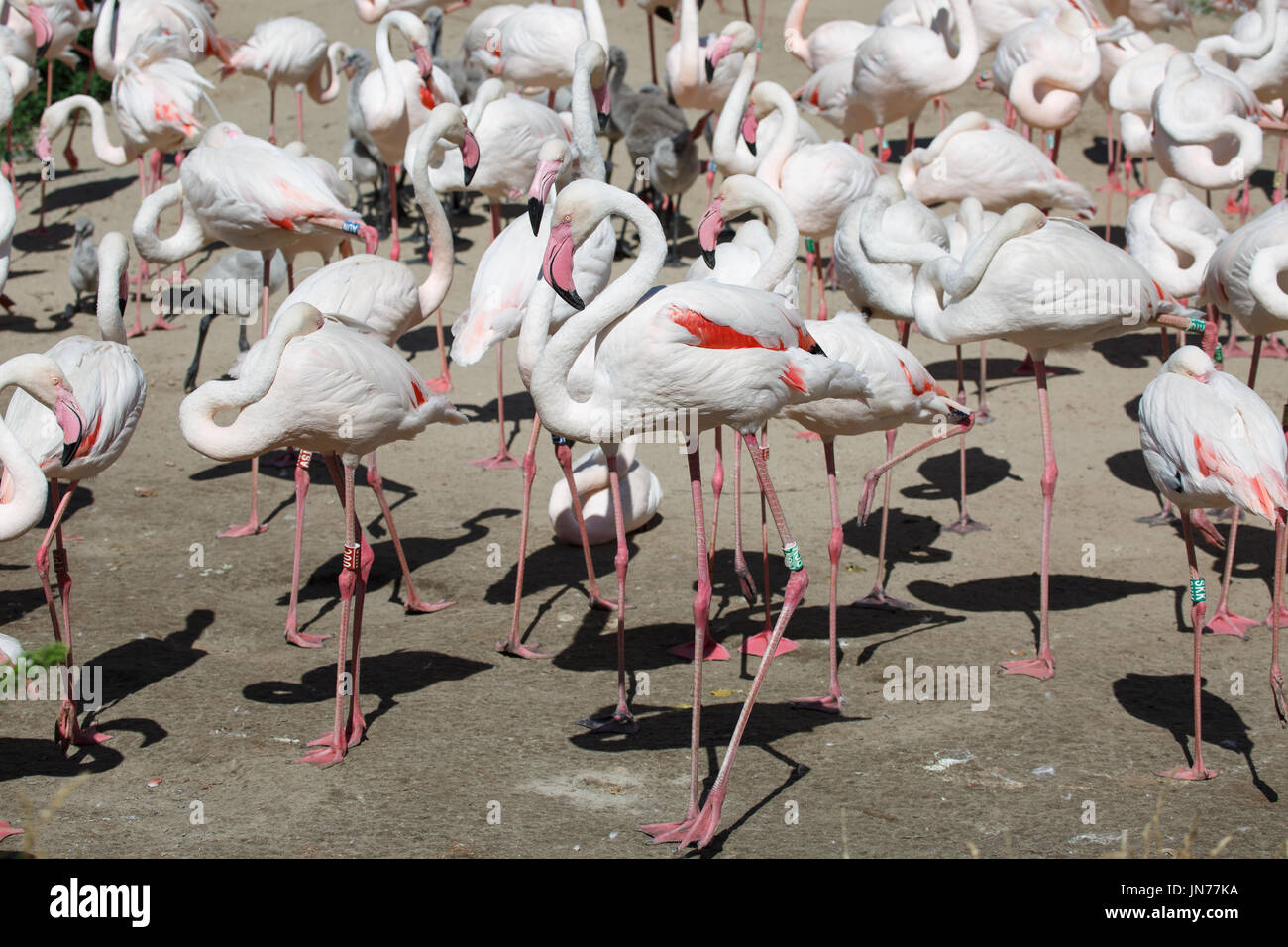 Greater Flamingo Migration Route