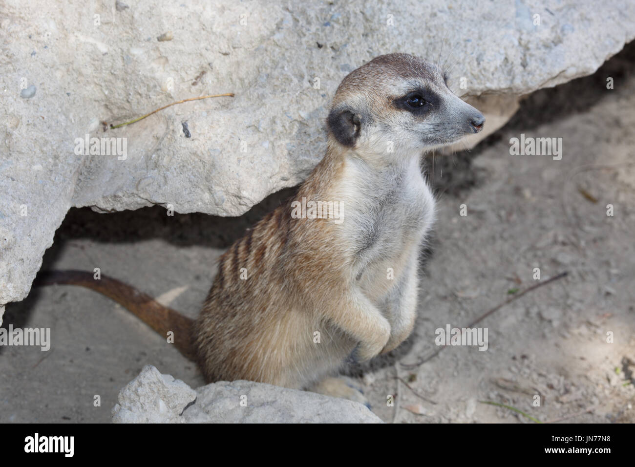Portrait meerkat looking distance hi-res stock photography and images ...