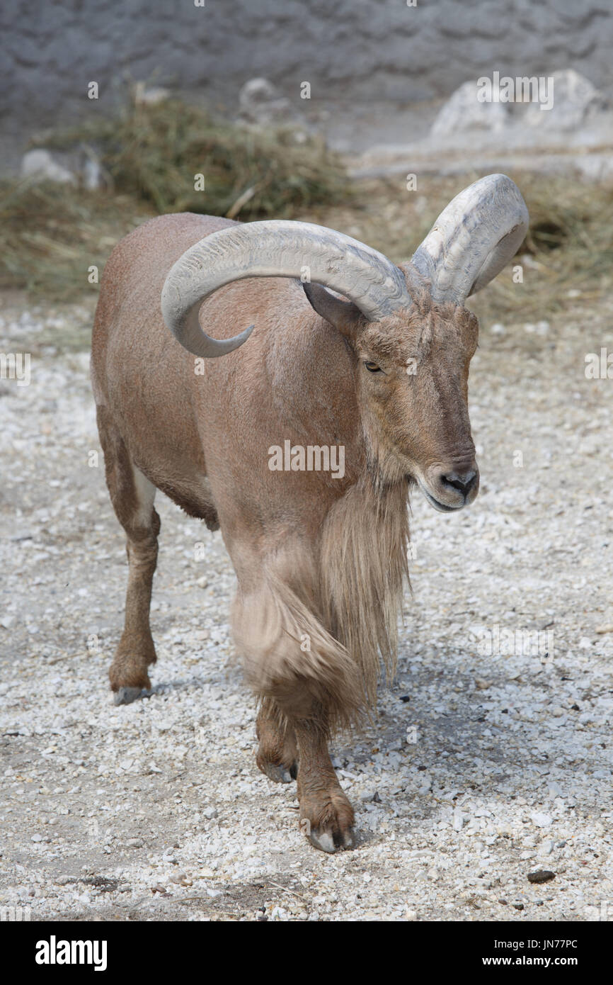 Barbary sheep (Ammotragus lervia). Wild life animal closeup Stock Photo ...