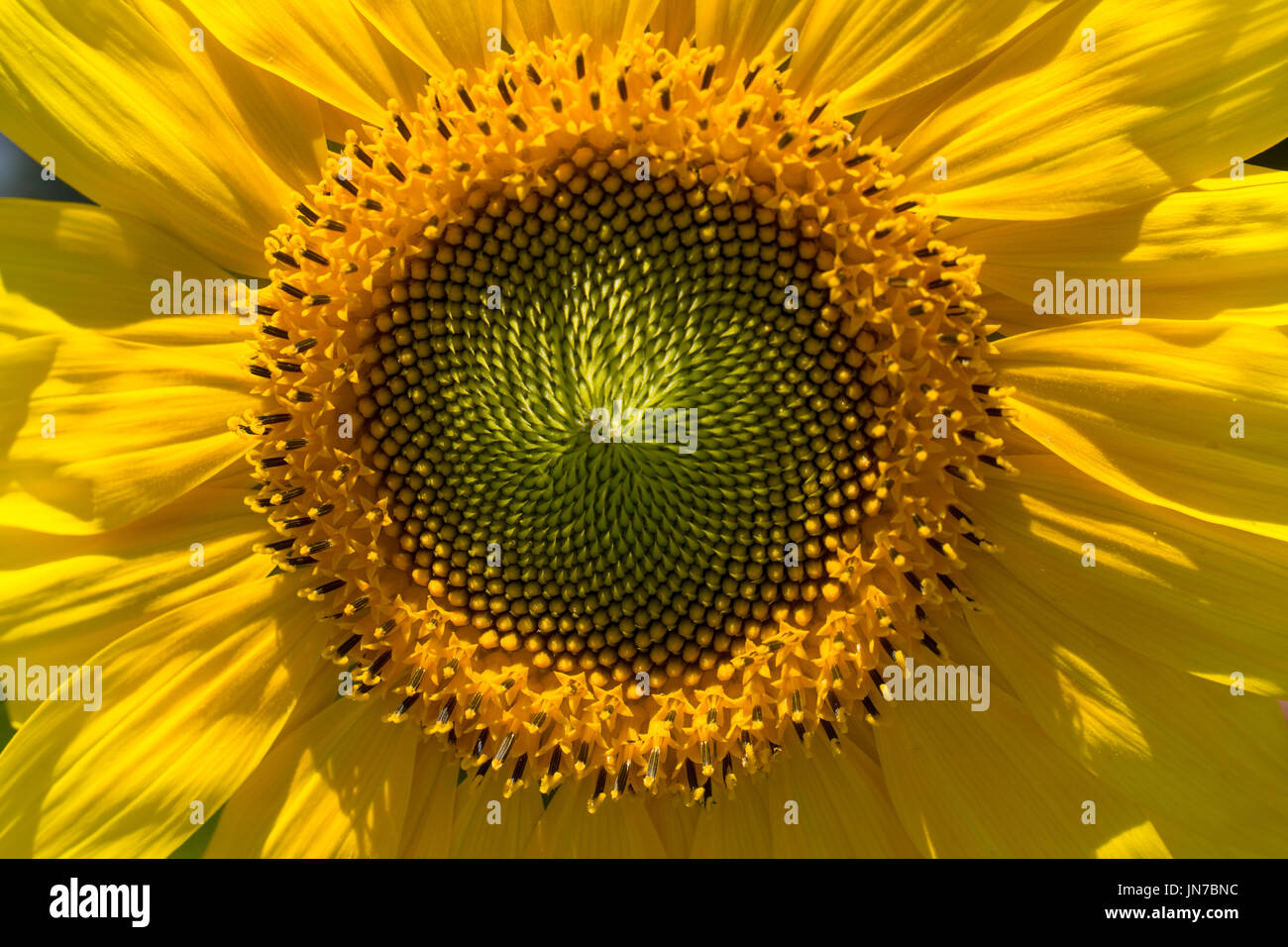 Common sunflower, Helianthus annuus, of the Asteraceae family Stock ...