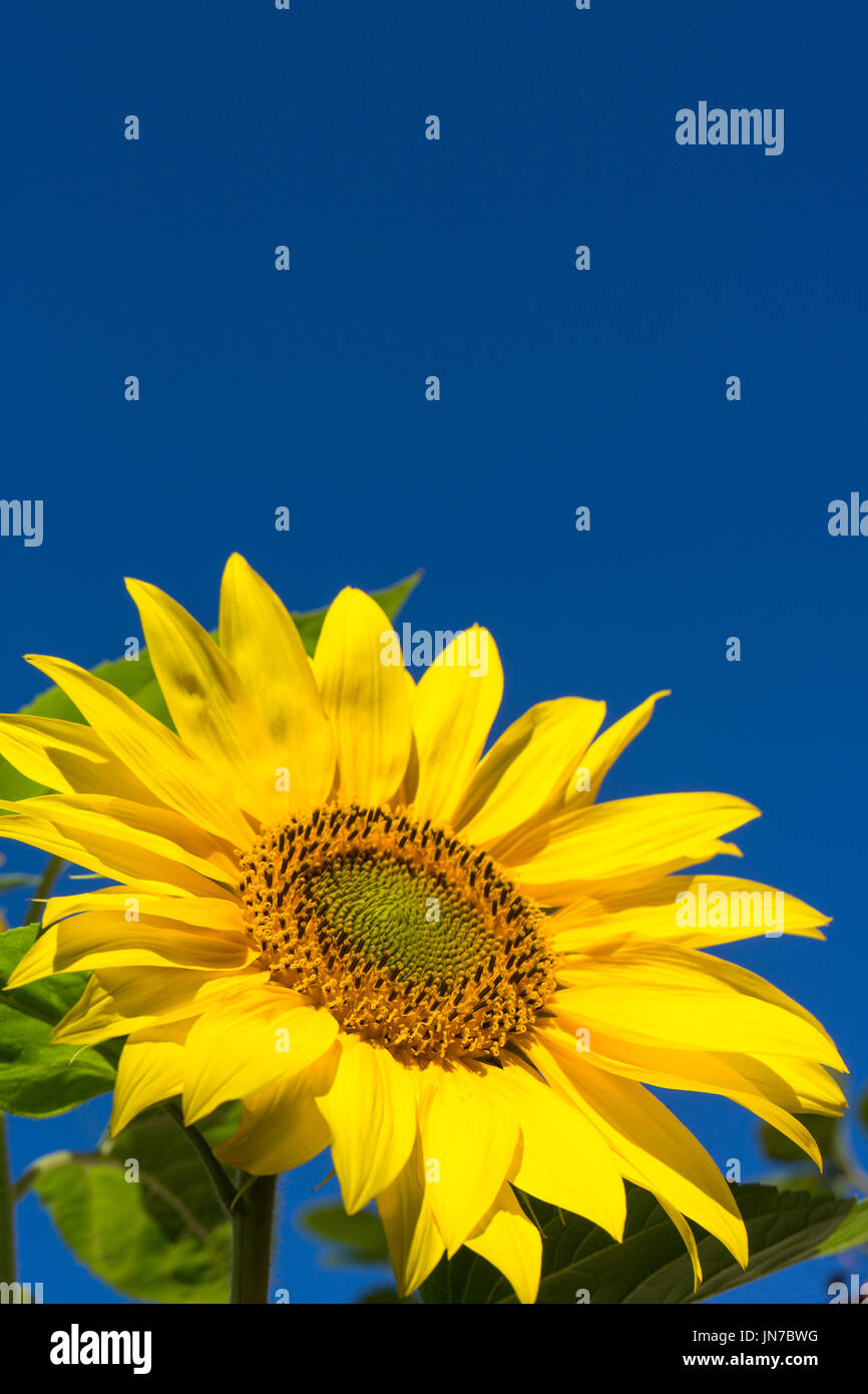 Common sunflower, Helianthus annuus, of the Asteraceae family, with ...