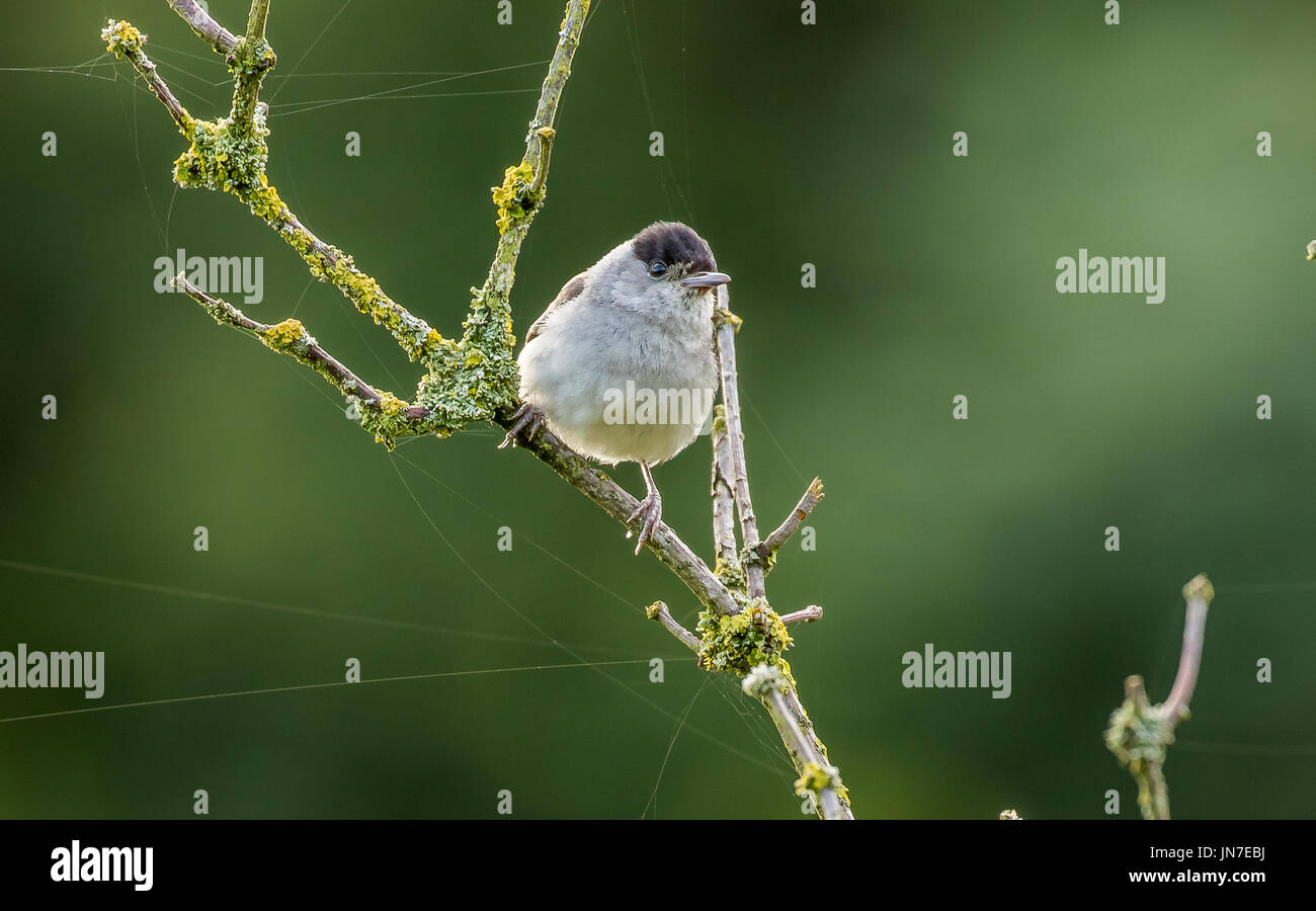 Bush blackcap hi-res stock photography and images - Alamy