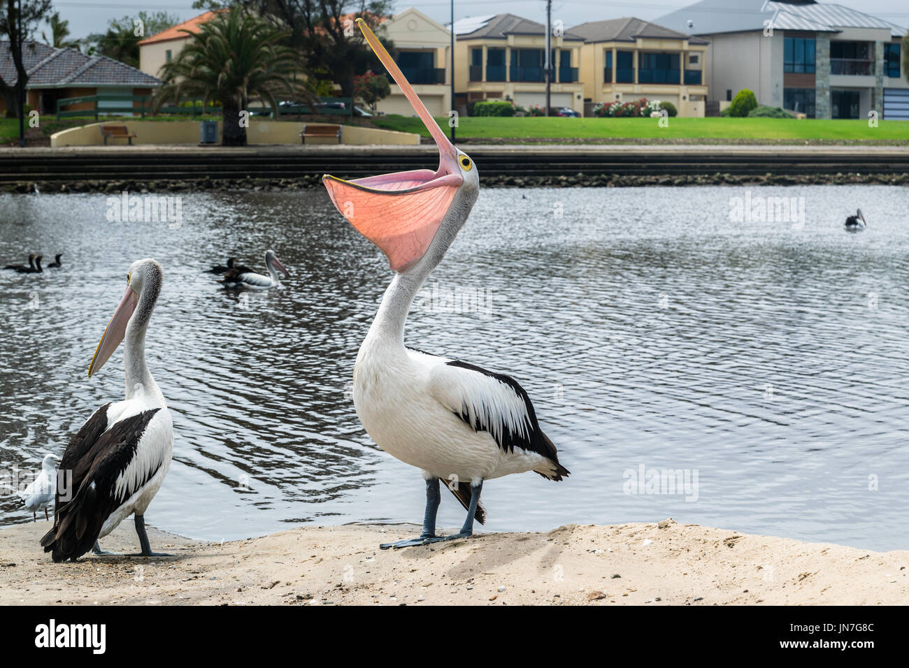Record and zoology hi-res stock photography and images - Alamy