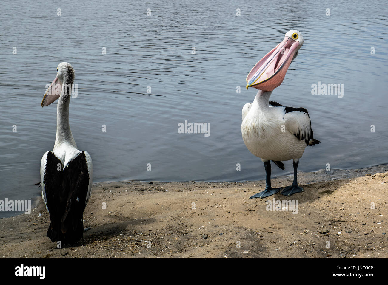 Record and zoology hi-res stock photography and images - Alamy