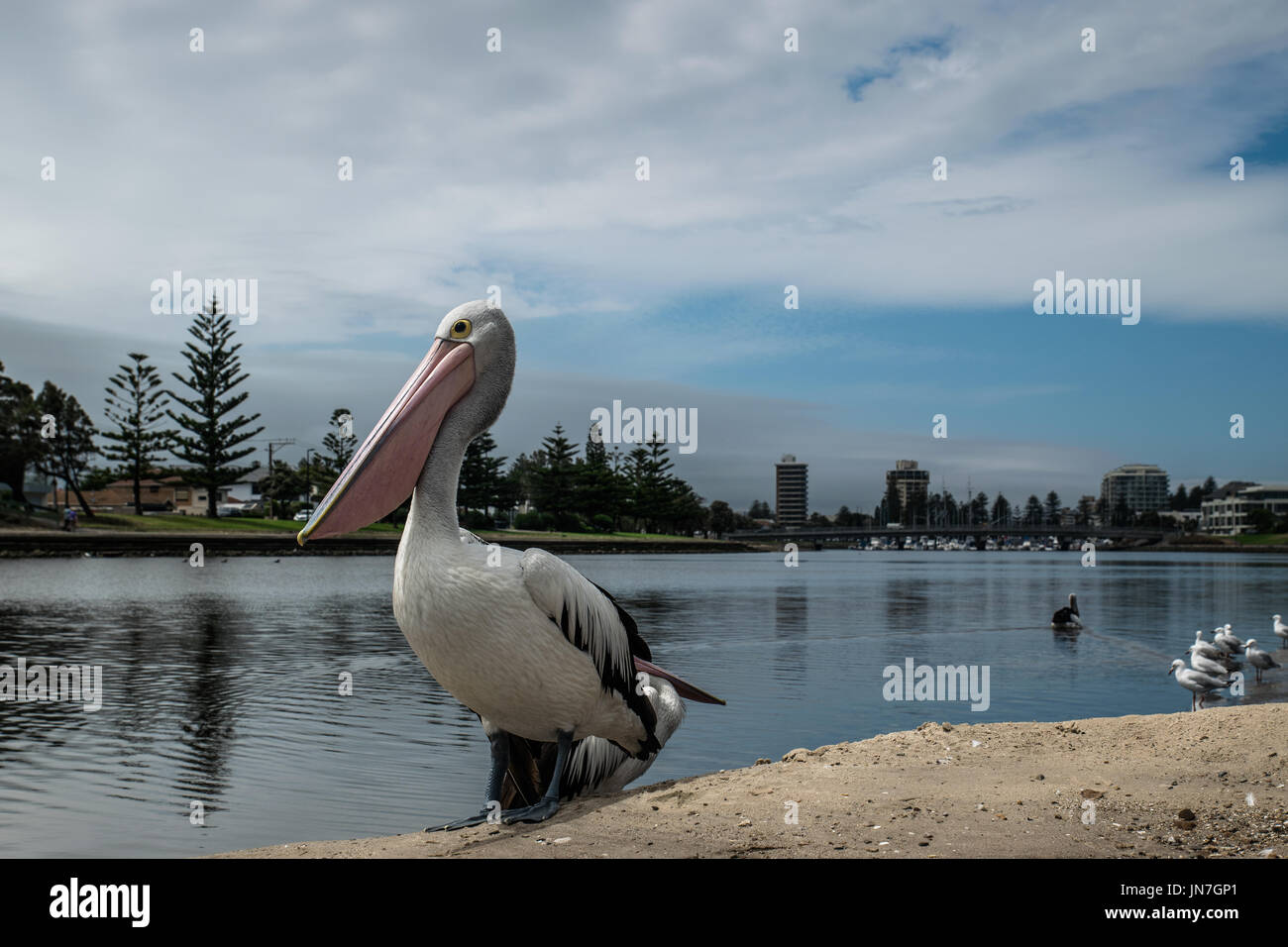 Record and zoology hi-res stock photography and images - Alamy