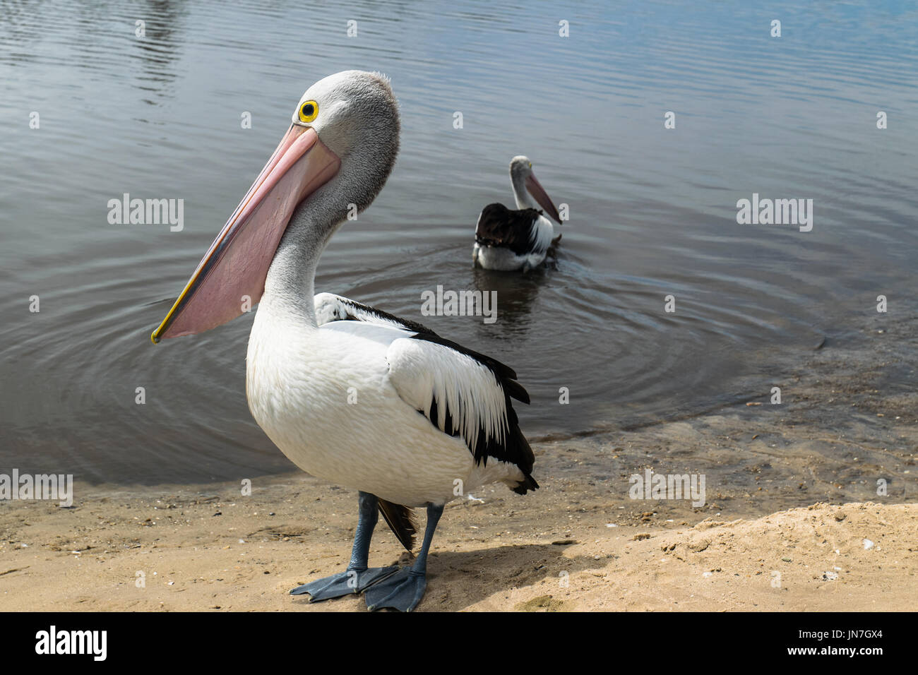 Record and zoology hi-res stock photography and images - Alamy