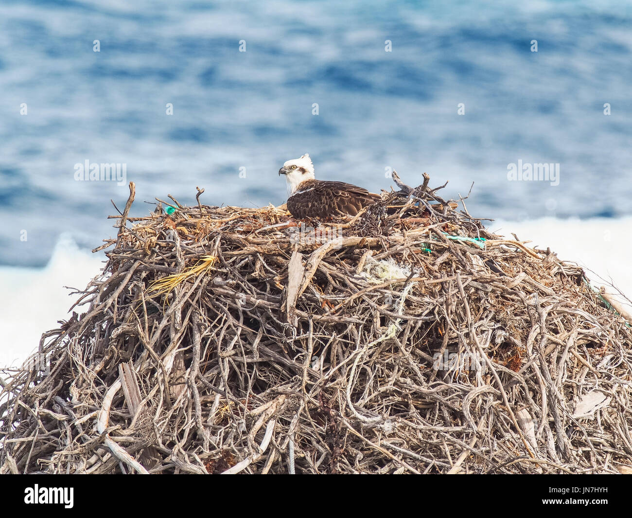 An Eastern Osprey on its very large nest, made of rope, seaweed and ...