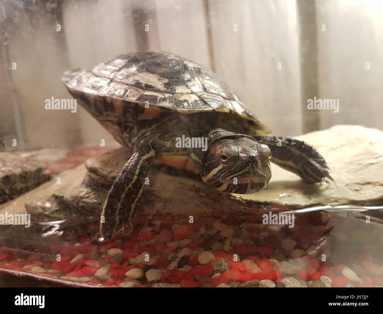 Turtle Meat Stock Photos & Turtle Meat Stock Images - Alamy