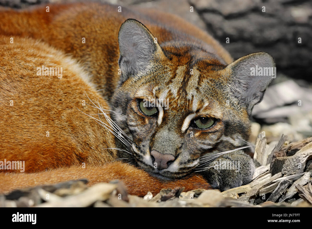Asian golden cat catopuma temminckii hi-res stock photography and ...