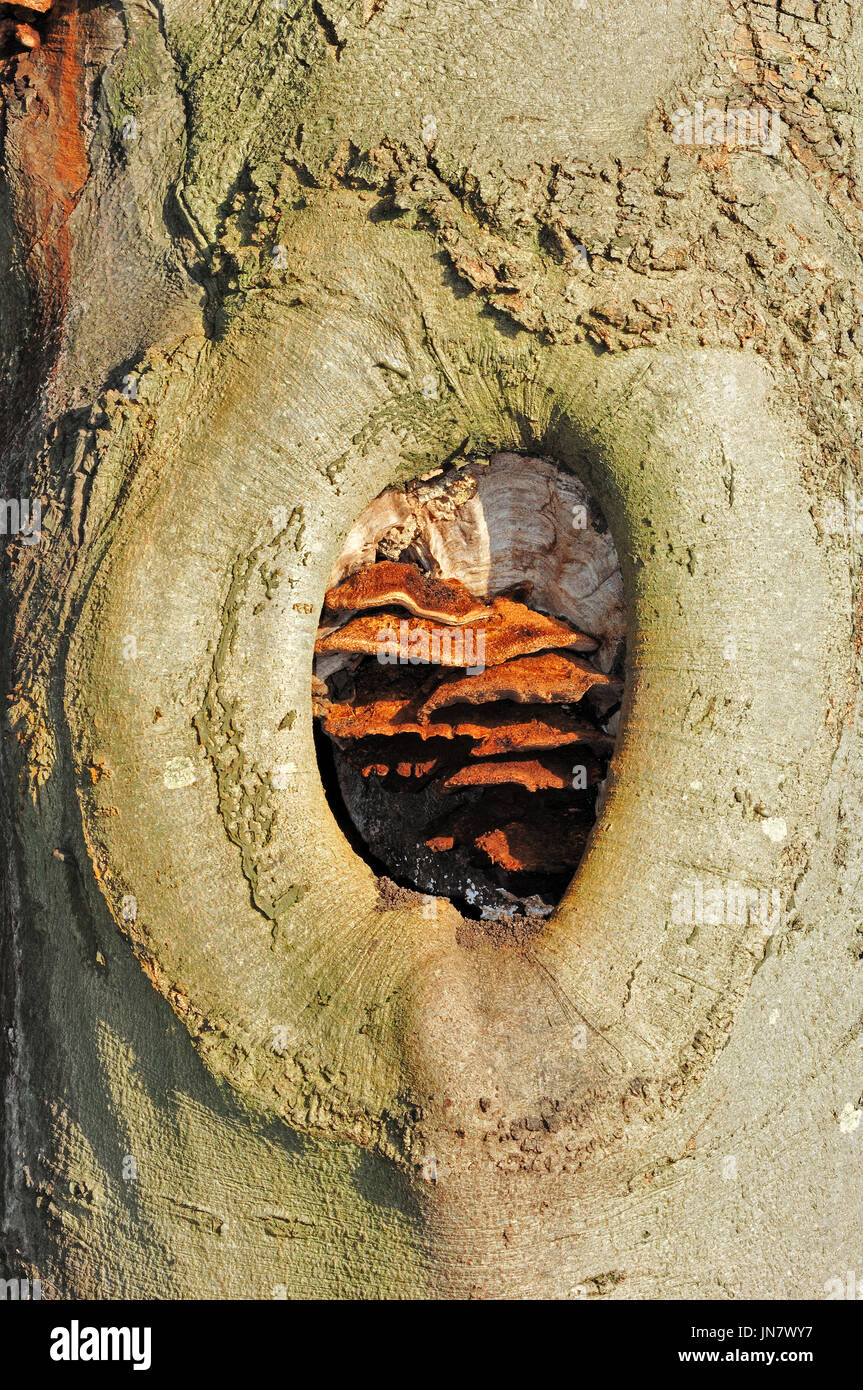 Alder Bracket on Beech trunk, Netherlands / (Inonotus radiatus ...