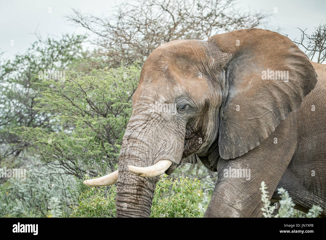 Side profile of a big Elephant in the Etosha National Park, Namibia ...