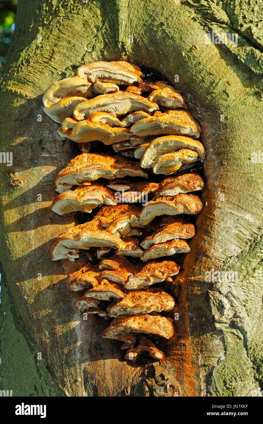Alder Bracket on Beech trunk, Netherlands / (Inonotus radiatus ...