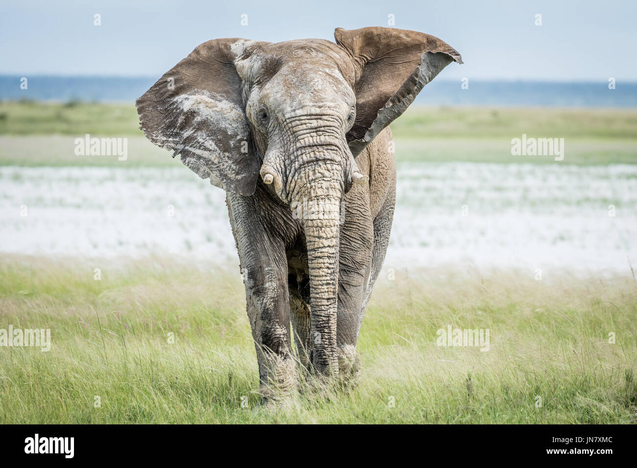 Big Elephant bull walking towards the camera in the Etosha National ...