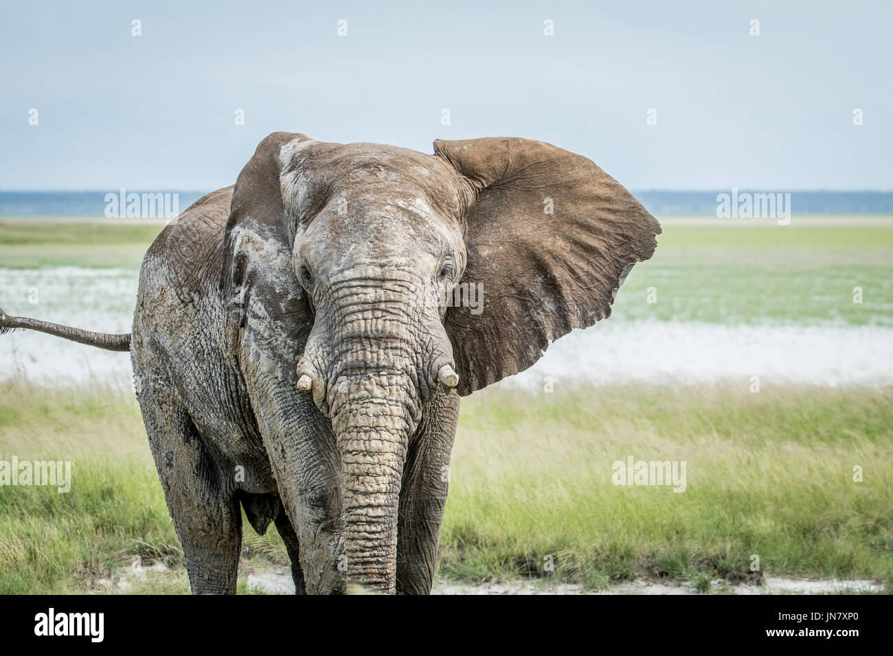 Big Elephant bull walking towards the camera in the Etosha National ...