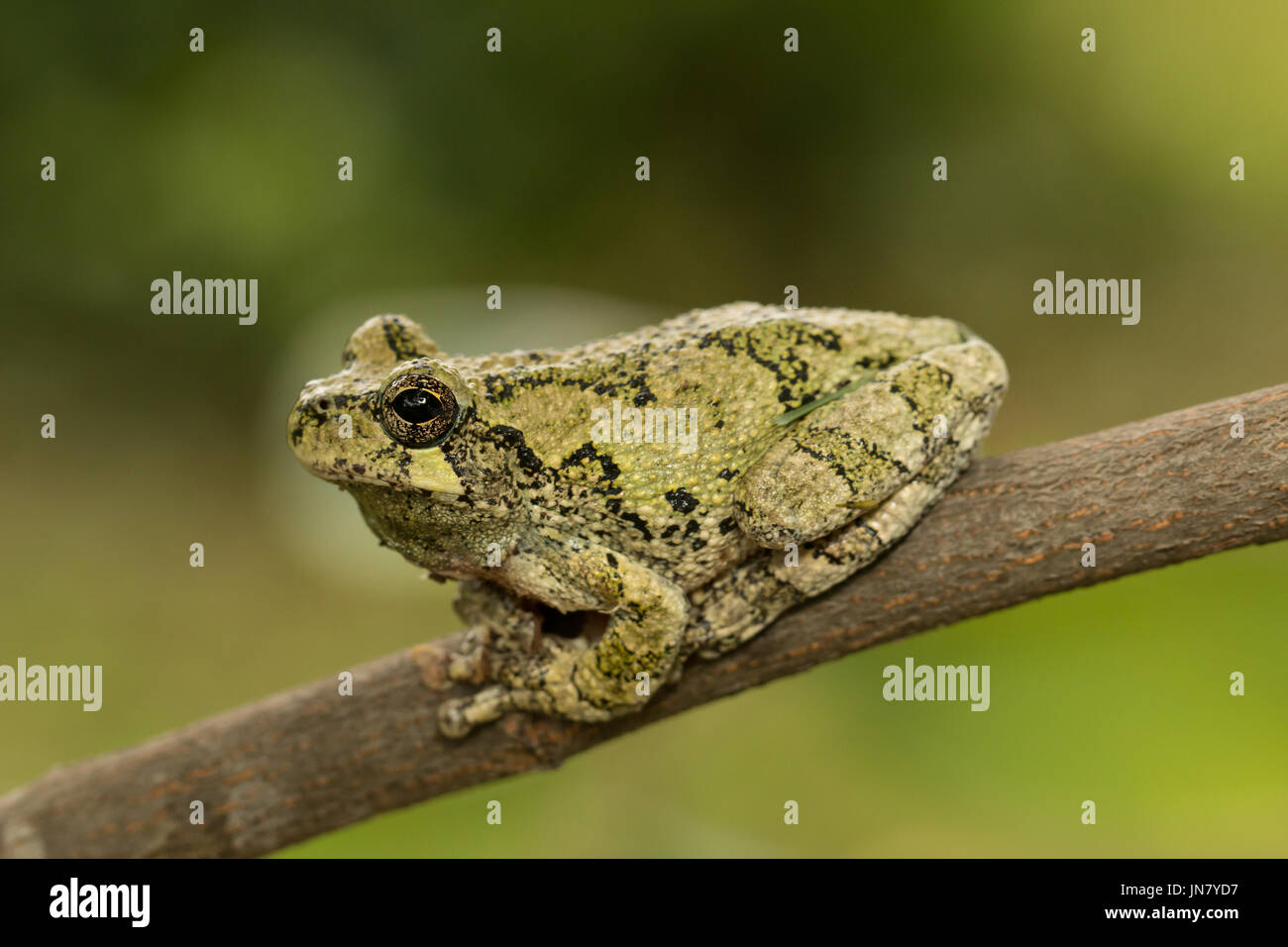 Green northern gray tree frog sitting on a branch - Hyla versicolor ...