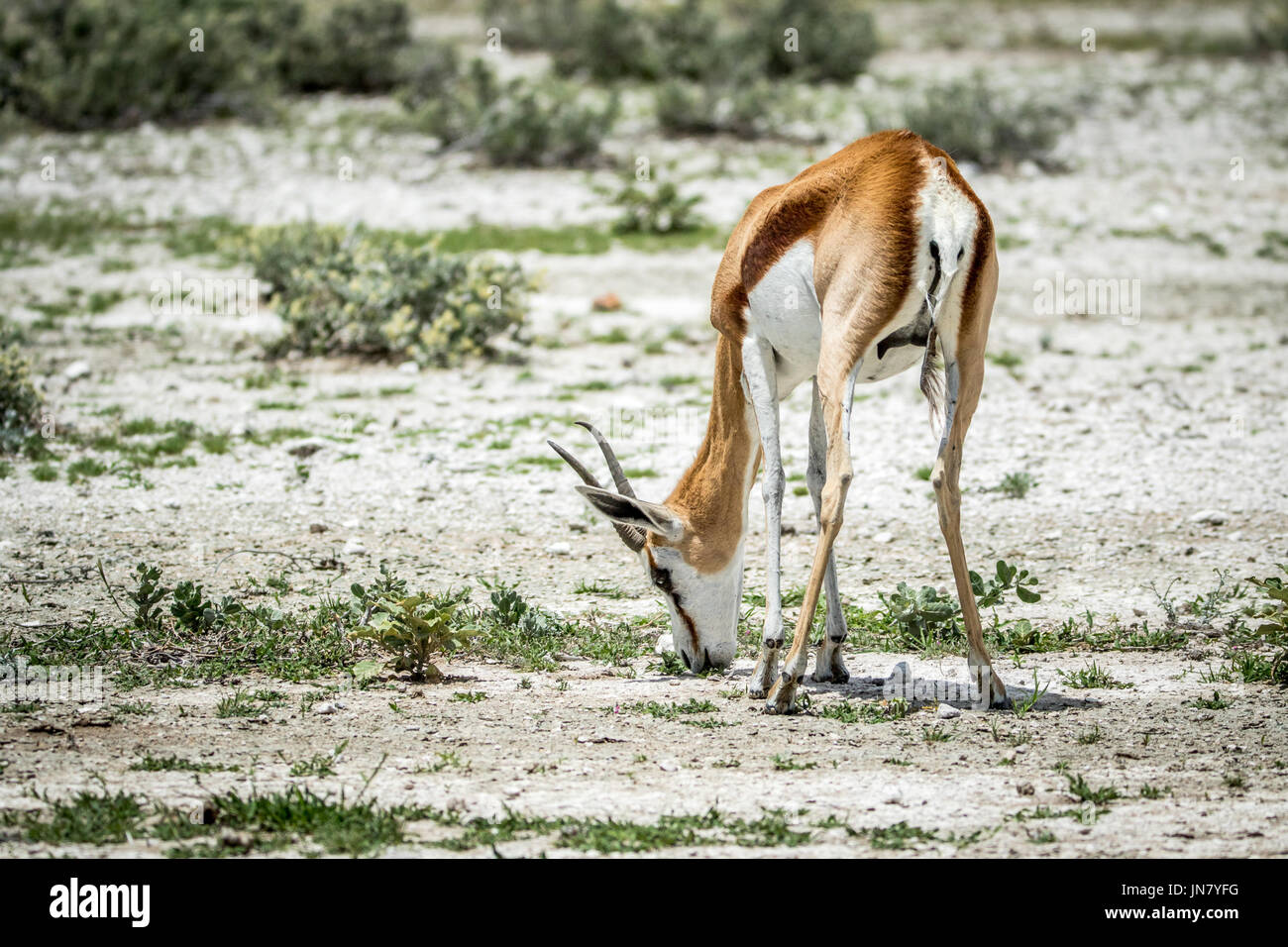 Springboks eating hi-res stock photography and images - Alamy