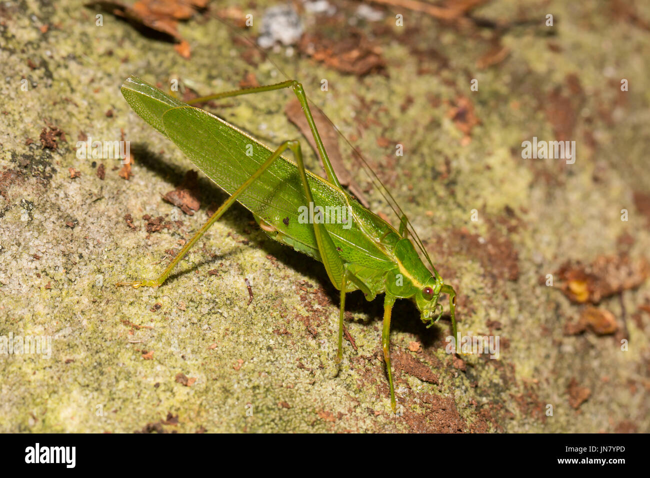 Curve-tailed Bush Katydid (Scudderia curvicauda Stock Photo - Alamy