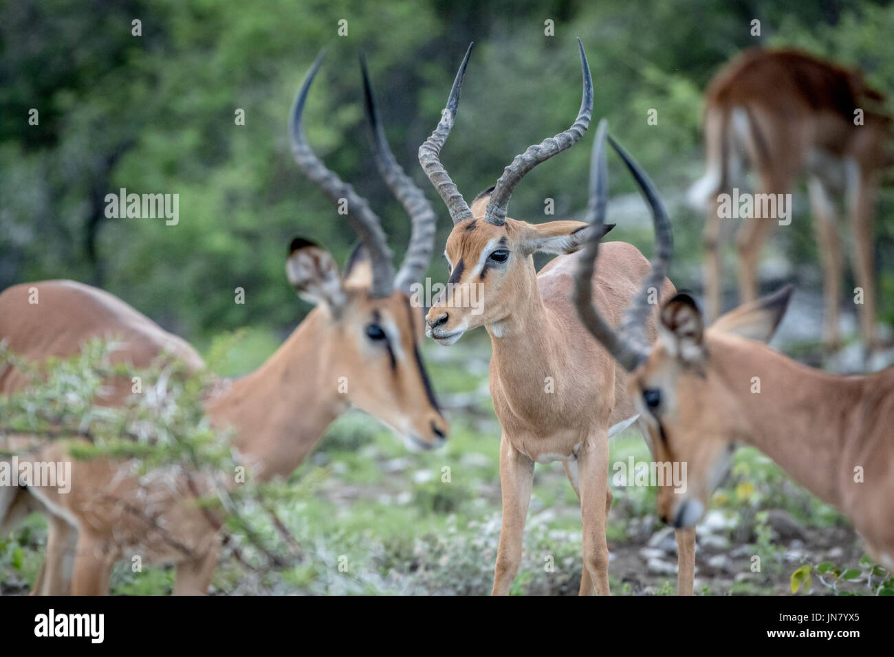 Group of male Black-faced impalas in the Etosha National Park, Namibia ...