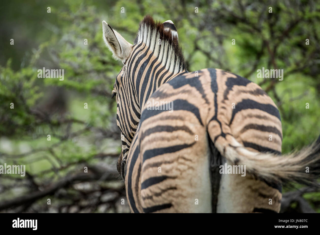 Zebra from behind hi-res stock photography and images - Alamy