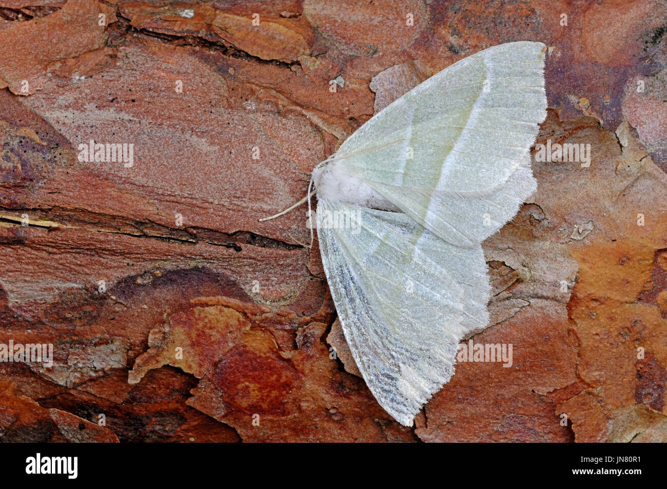 Spanner butterfly hi-res stock photography and images - Alamy
