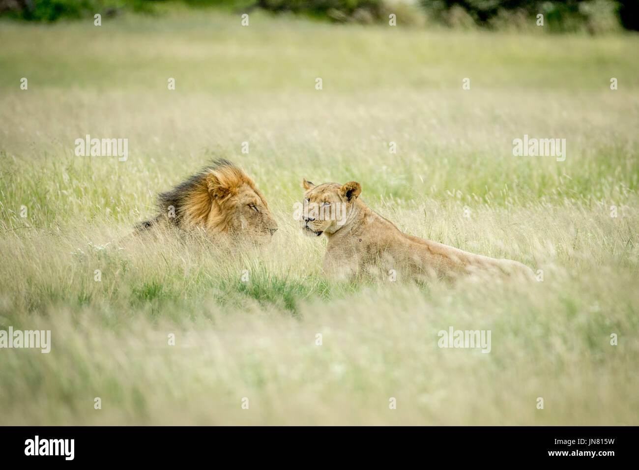 Lion mating couple laying in the grass in the Central Kalahari ...