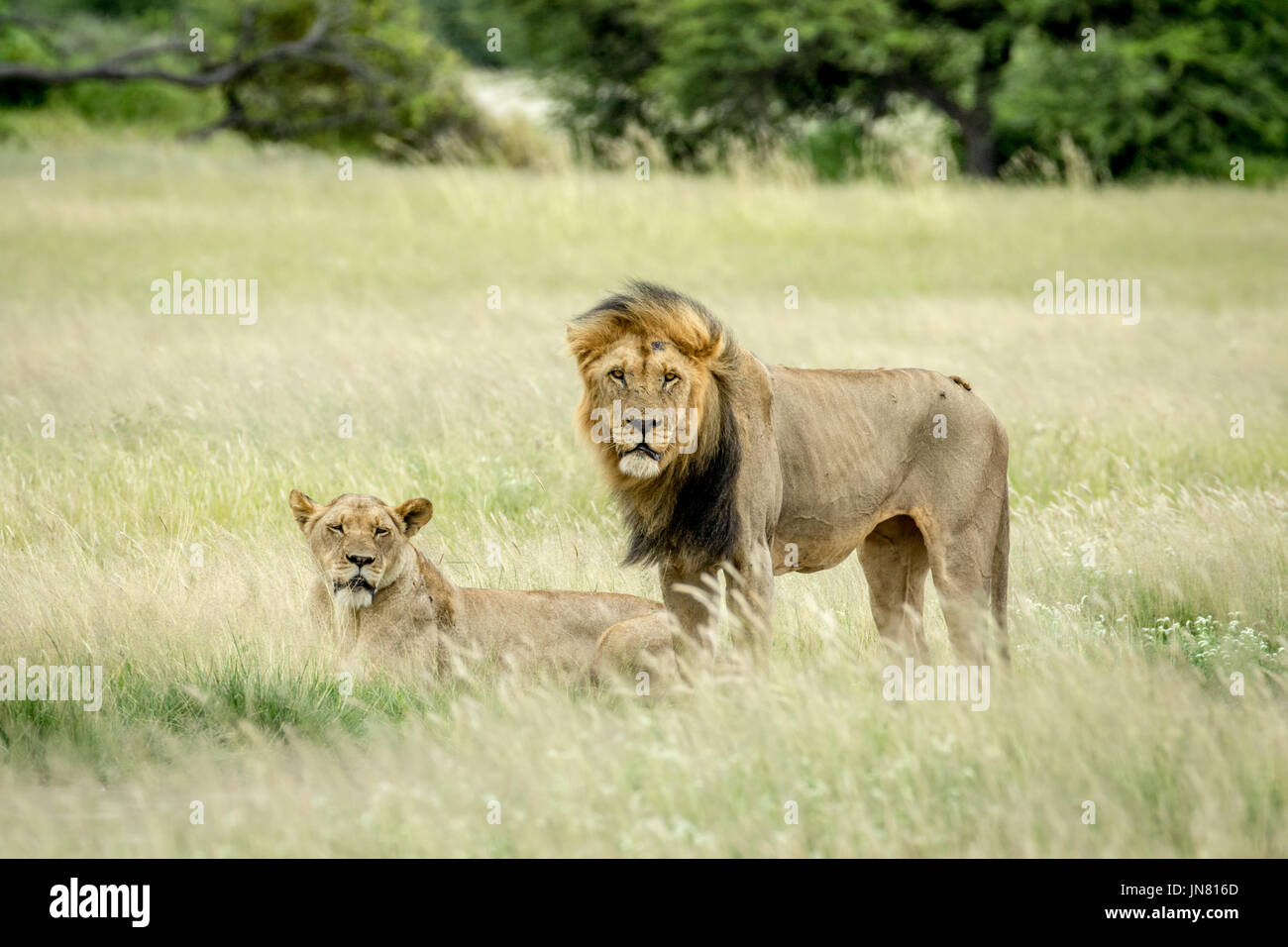 Lion mating couple in the grass in the Central Kalahari, Botswana Stock ...