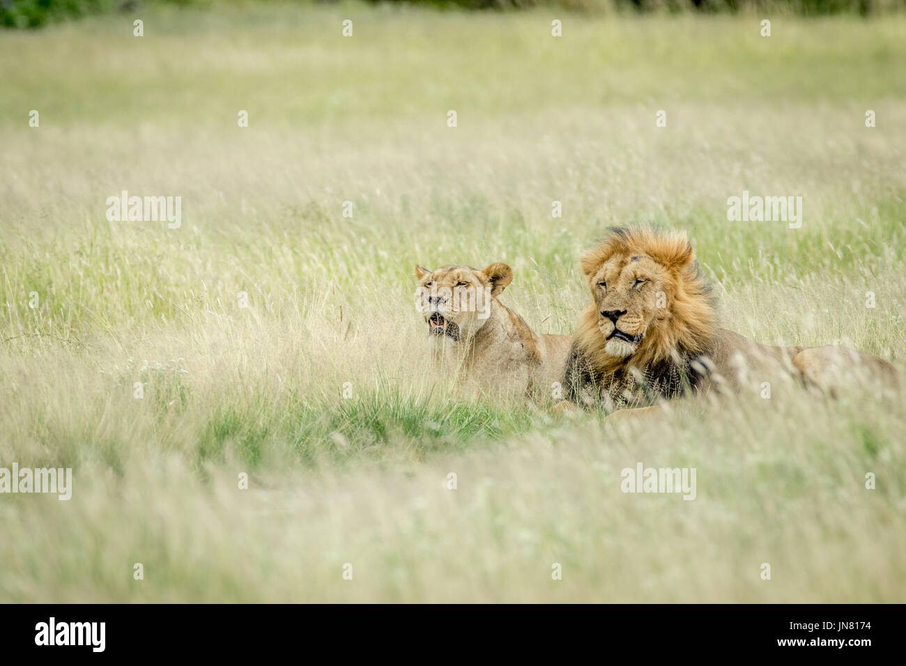 Lion mating couple in the grass in the Central Kalahari, Botswana Stock ...
