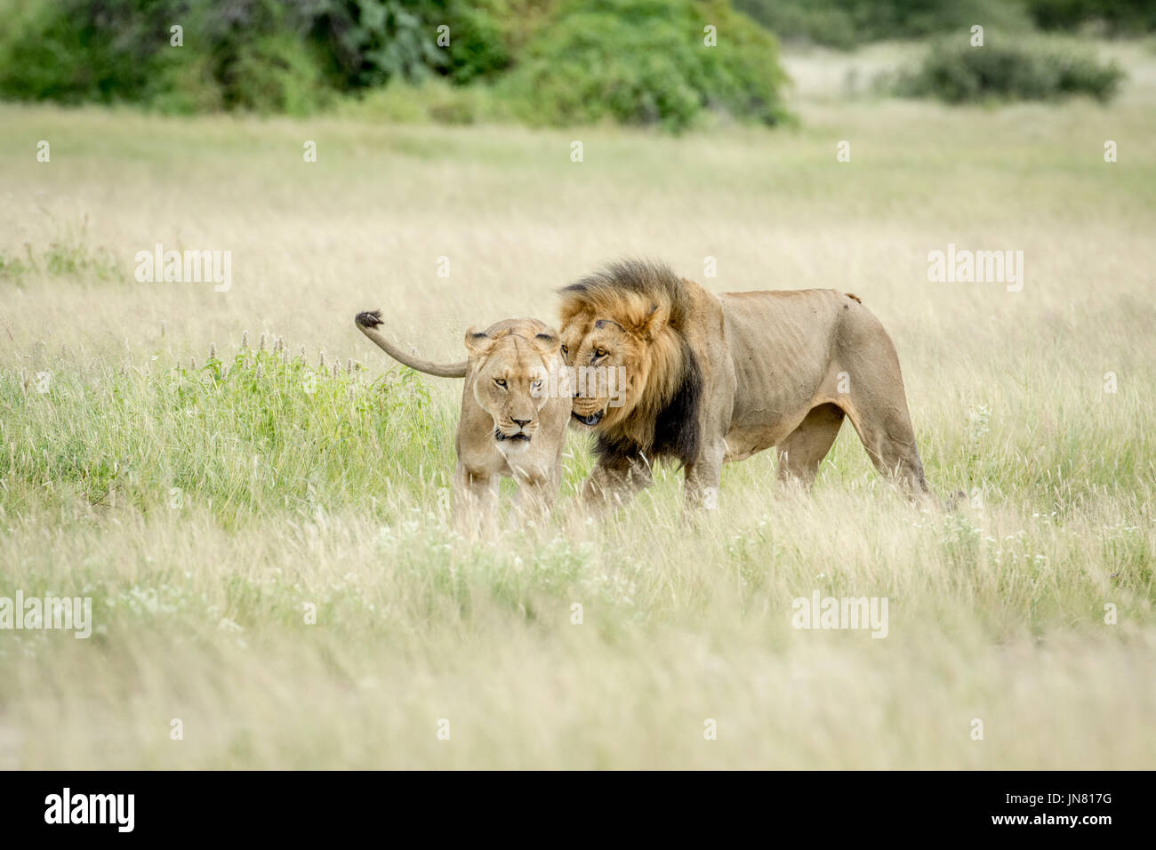 Lion mating couple in the grass in the Central Kalahari, Botswana Stock ...