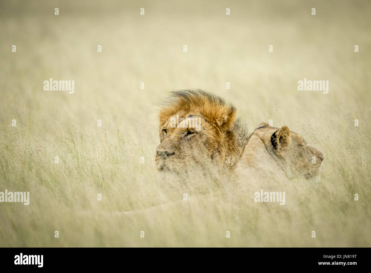 Lion mating couple laying in the high grass in the Central Kalahari ...